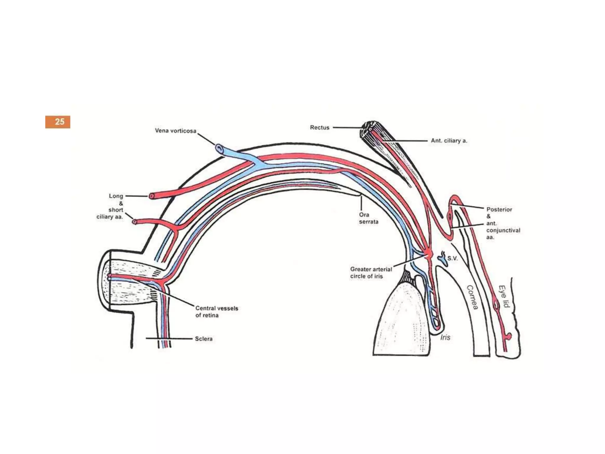 Conjunctival anatomy & and blood supply | PPTX