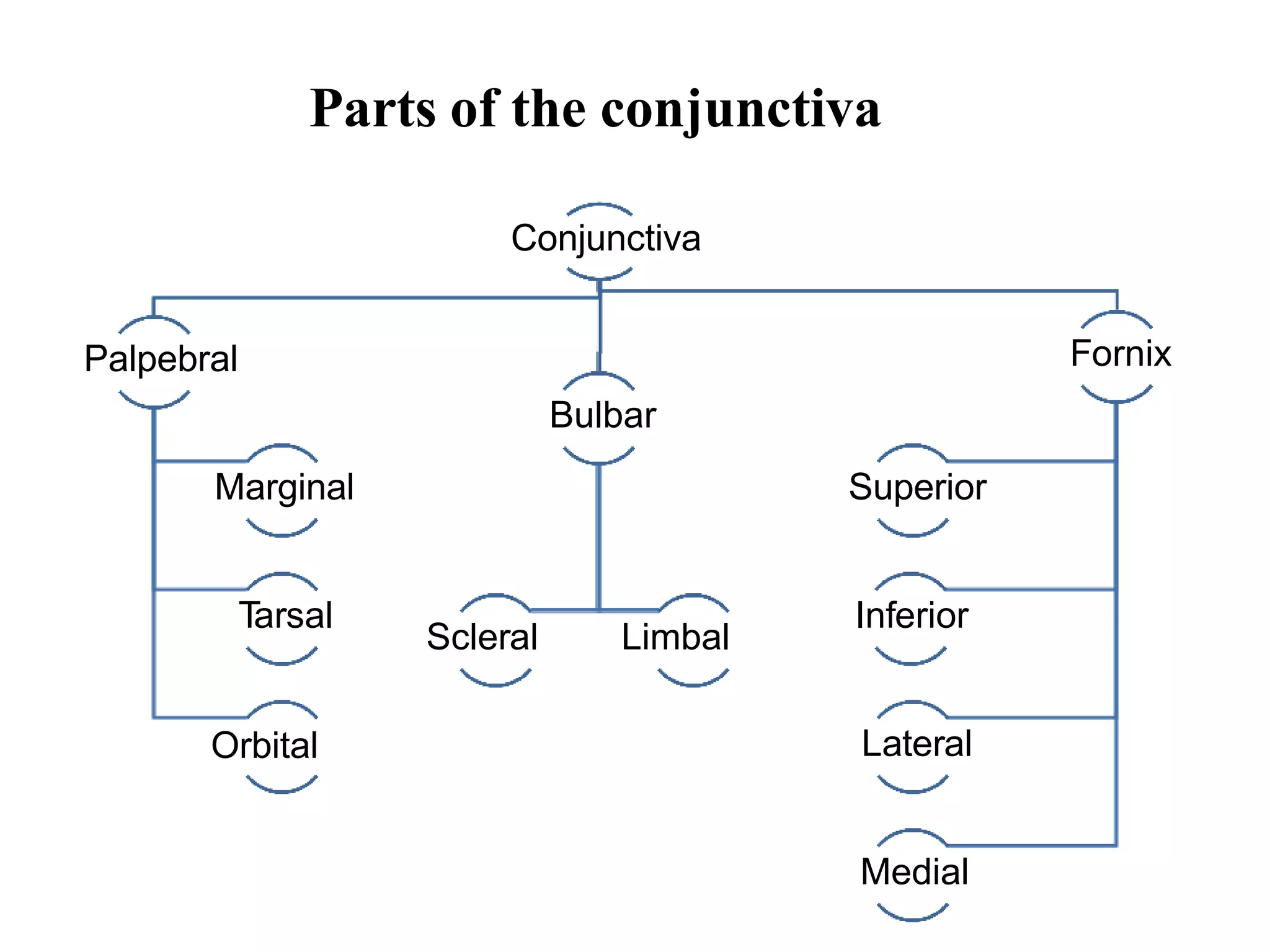 Conjunctival anatomy & and blood supply | PPTX
