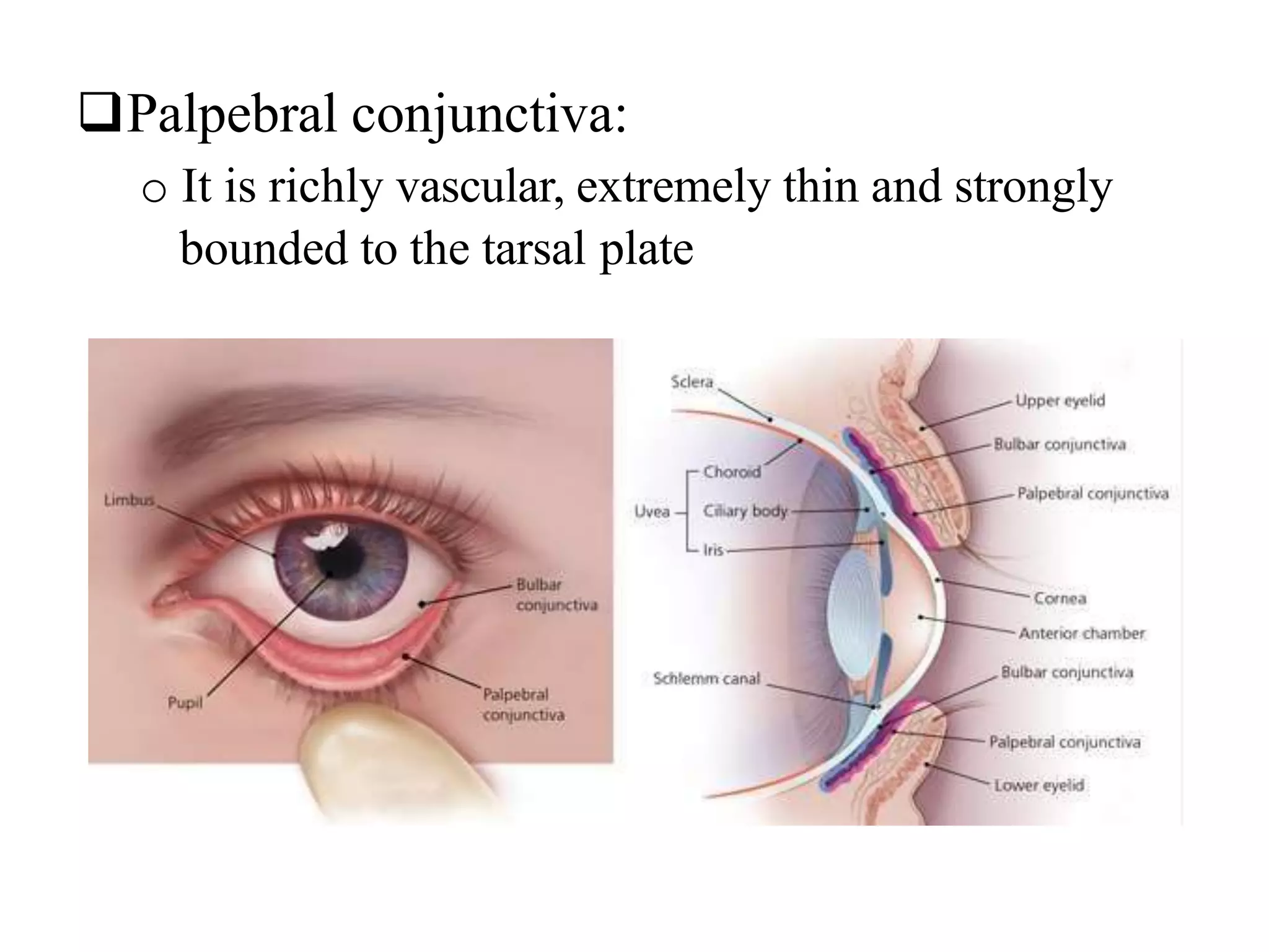 Conjunctival anatomy & and blood supply | PPTX