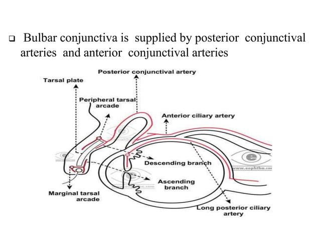 Conjunctival anatomy & and blood supply | PPTX | Eye and Vision ...