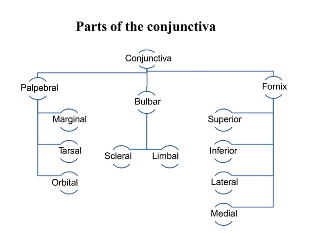 Conjunctival anatomy & and blood supply | PPTX | Eye and Vision ...