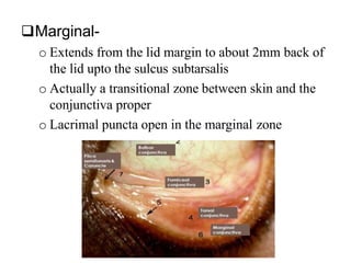 Conjunctival anatomy & and blood supply | PPTX