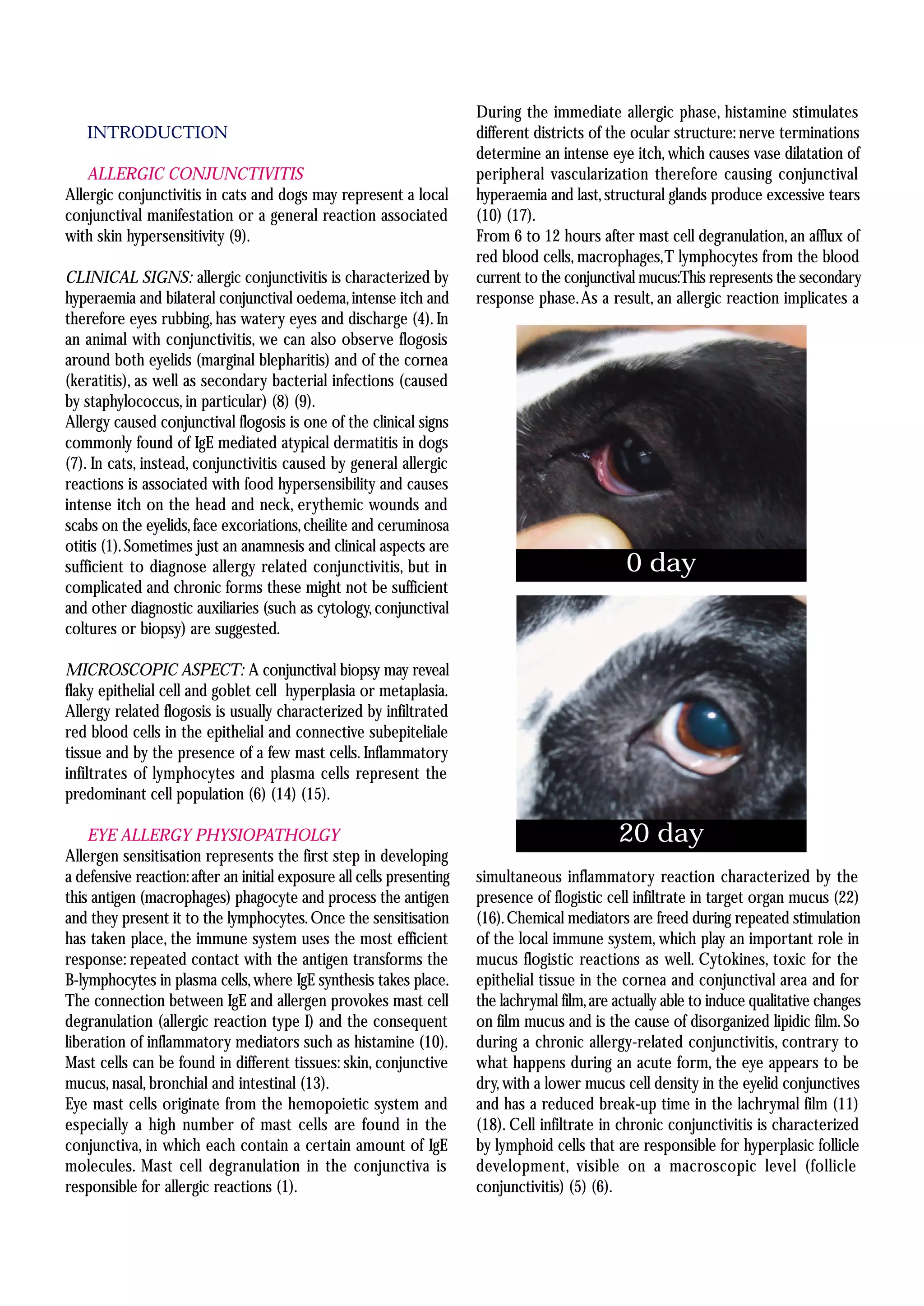 dog's and cat's conjuntivitis, blepharitis, periocular itch ...