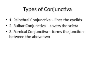 Conjunctiva_Presentation_ anatomy 1.pptx