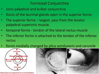 Conjunctiva tear film | PPT