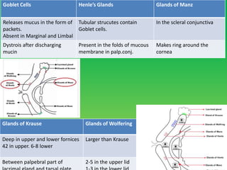 Conjunctiva tear film | PPT