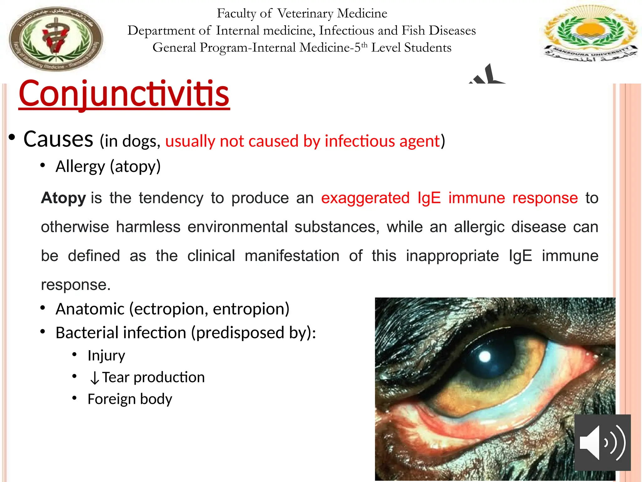 Conjunctivitis (inflammation in conjunctive) in animals.pptx