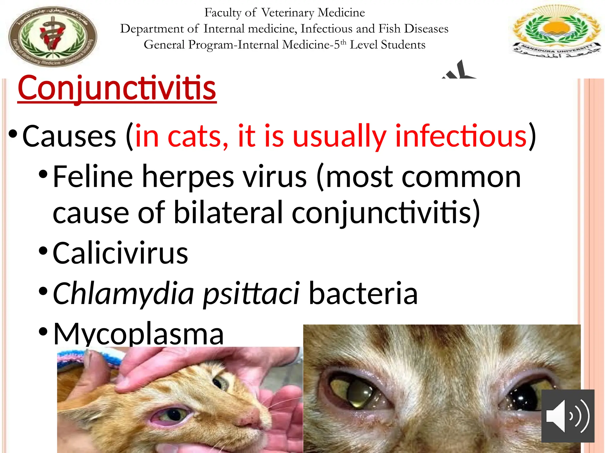Conjunctivitis (inflammation in conjunctive) in animals.pptx