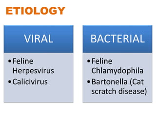 Conjunctivitis in cat | PPTX | Eye and Vision Conditions | Diseases and ...