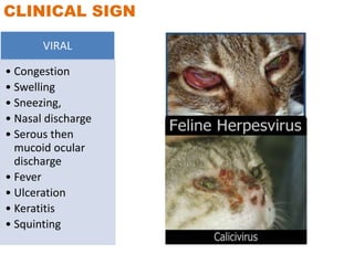 Conjunctivitis in cat | PPTX