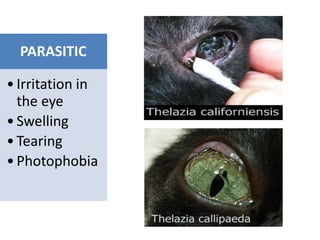 Conjunctivitis in cat | PPTX | Eye and Vision Conditions | Diseases and ...