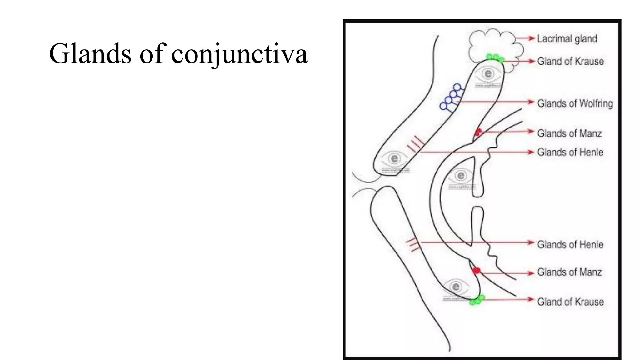 Conjunctivitis, pterygium, pinguecula | PPTX