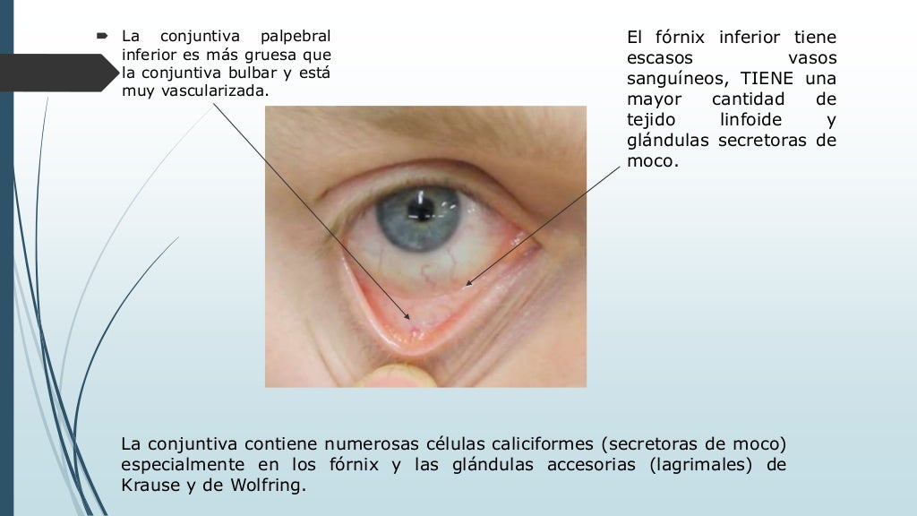 Conjuntiva