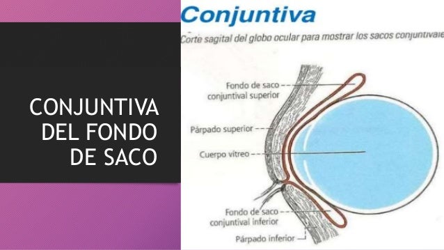 Anatomia y valoracion de la conjuntiva.