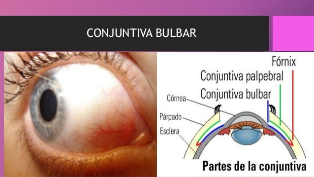 Anatomia y valoracion de la conjuntiva.
