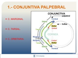 Conjuntiva ocular: anatomia y fisiologia | PPTX