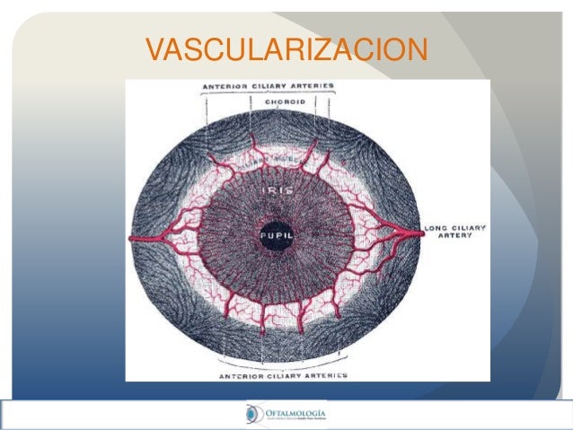 Conjuntiva ocular: anatomia y fisiologia
