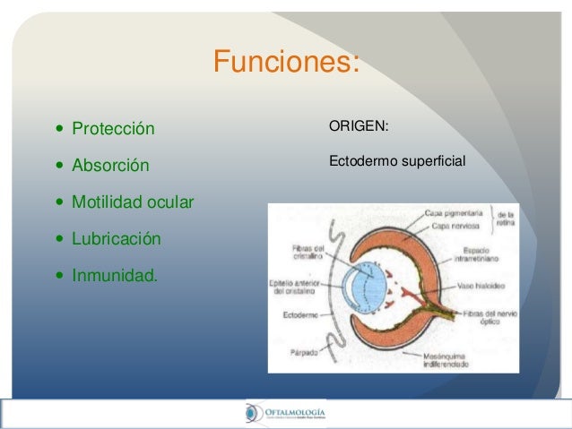 Conjuntiva ocular: anatomia y fisiologia