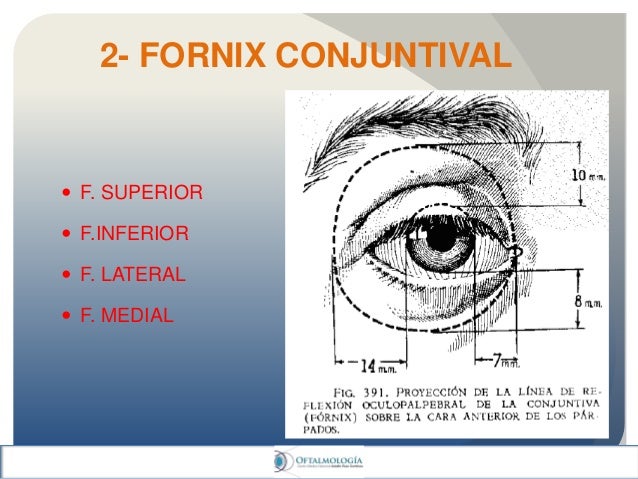 Conjuntiva ocular: anatomia y fisiologia