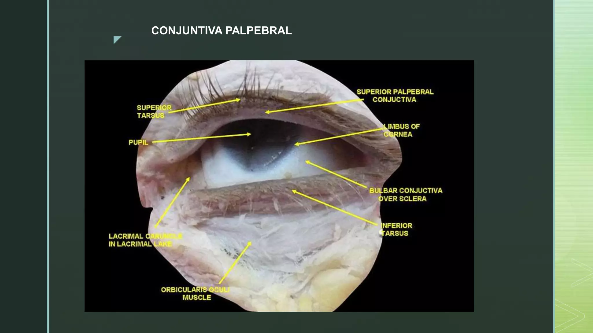 CONJUNTIVA, ESCLERA Y EPISCLERA.pptx