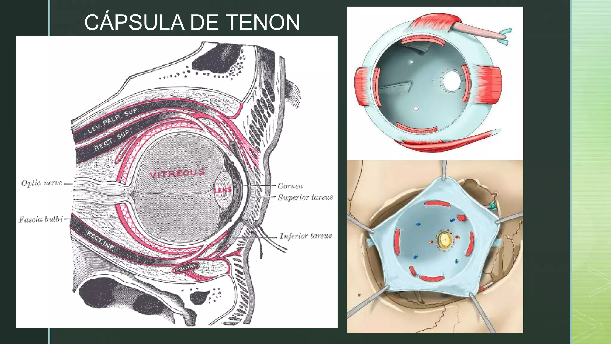 CONJUNTIVA, ESCLERA Y EPISCLERA.pptx