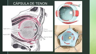 CONJUNTIVA, ESCLERA Y EPISCLERA.pptx