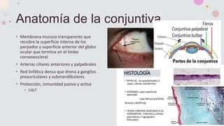 Tipo de CONJUNTIVITIS con sus afecciones | PPT