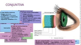 Conjuntivitis I QUE ES FISIOPATOLOGIA TIPOS | PPTX