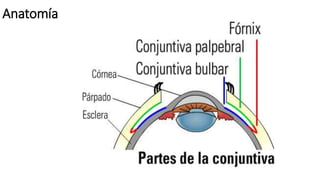 Conjuntivitis Viral, bact, alergica.pptx