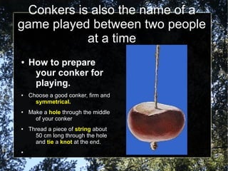 Conkers | ODP
