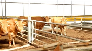 IoT & AI: The perfect co(w)mbo aka the Connected Cow | PPTX