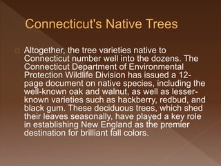 Connecticut's Native Trees | PPTX