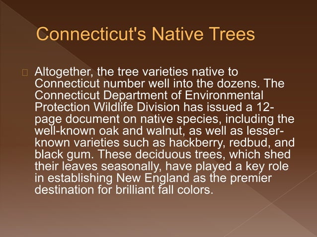 Connecticut's Native Trees | PPTX