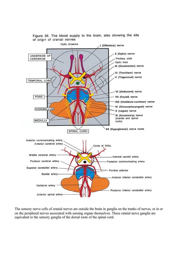Connecting routes in the central nervous system | PDF