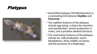 Connecting link and Archaeopteryx in Evolution.pptx
