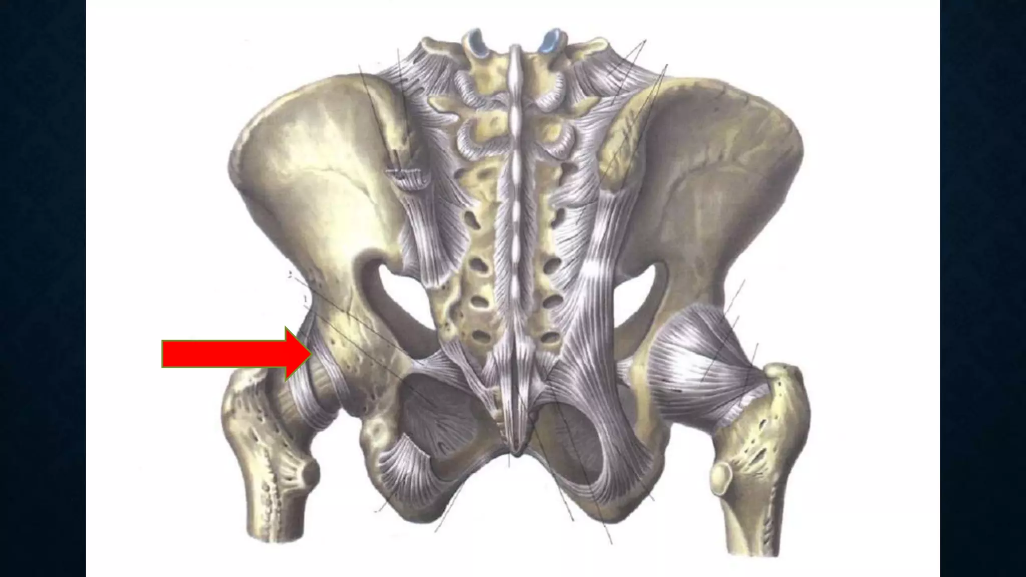 Connections of pelvis | PPTX