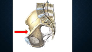 Connections of pelvis | PPTX