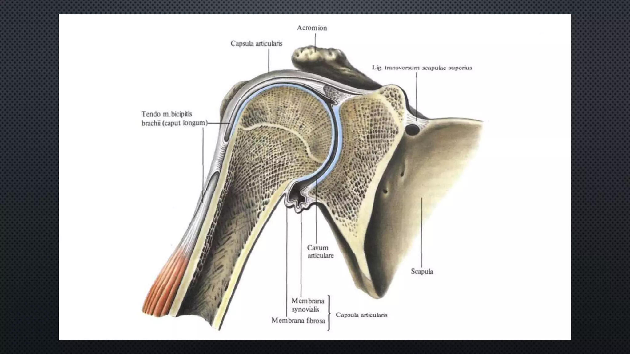 Connections of ribs. Shoulder girdle and shoulder joint.pptx