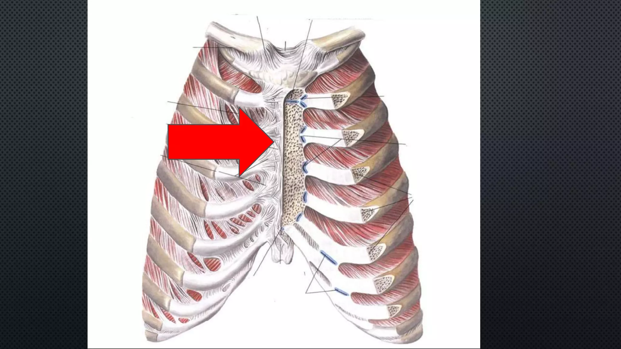 Connections of ribs. Shoulder girdle and shoulder joint.pptx