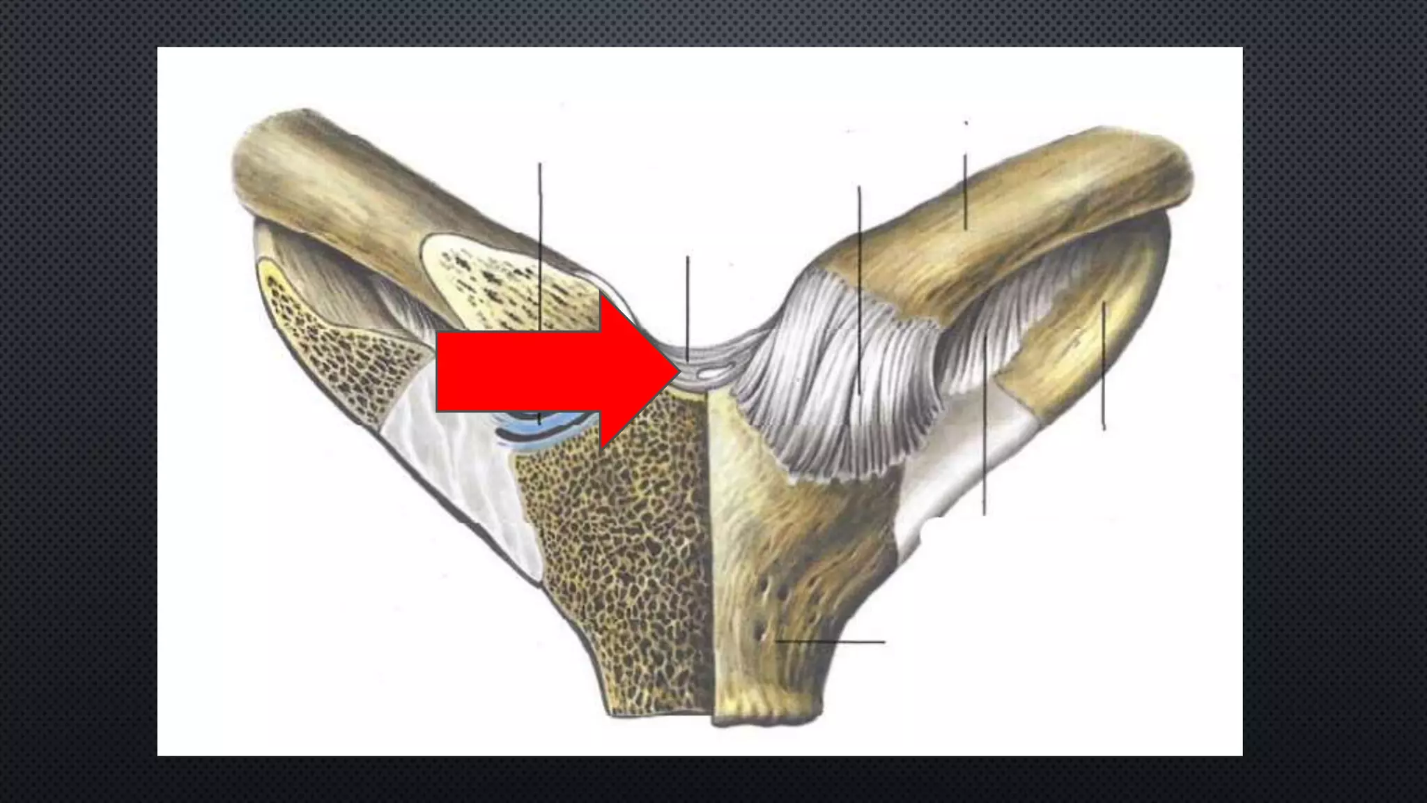 Connections of ribs. Shoulder girdle and shoulder joint.pptx
