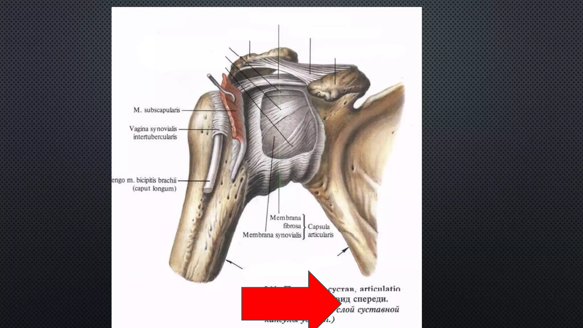 Connections of ribs. Shoulder girdle and shoulder joint.pptx