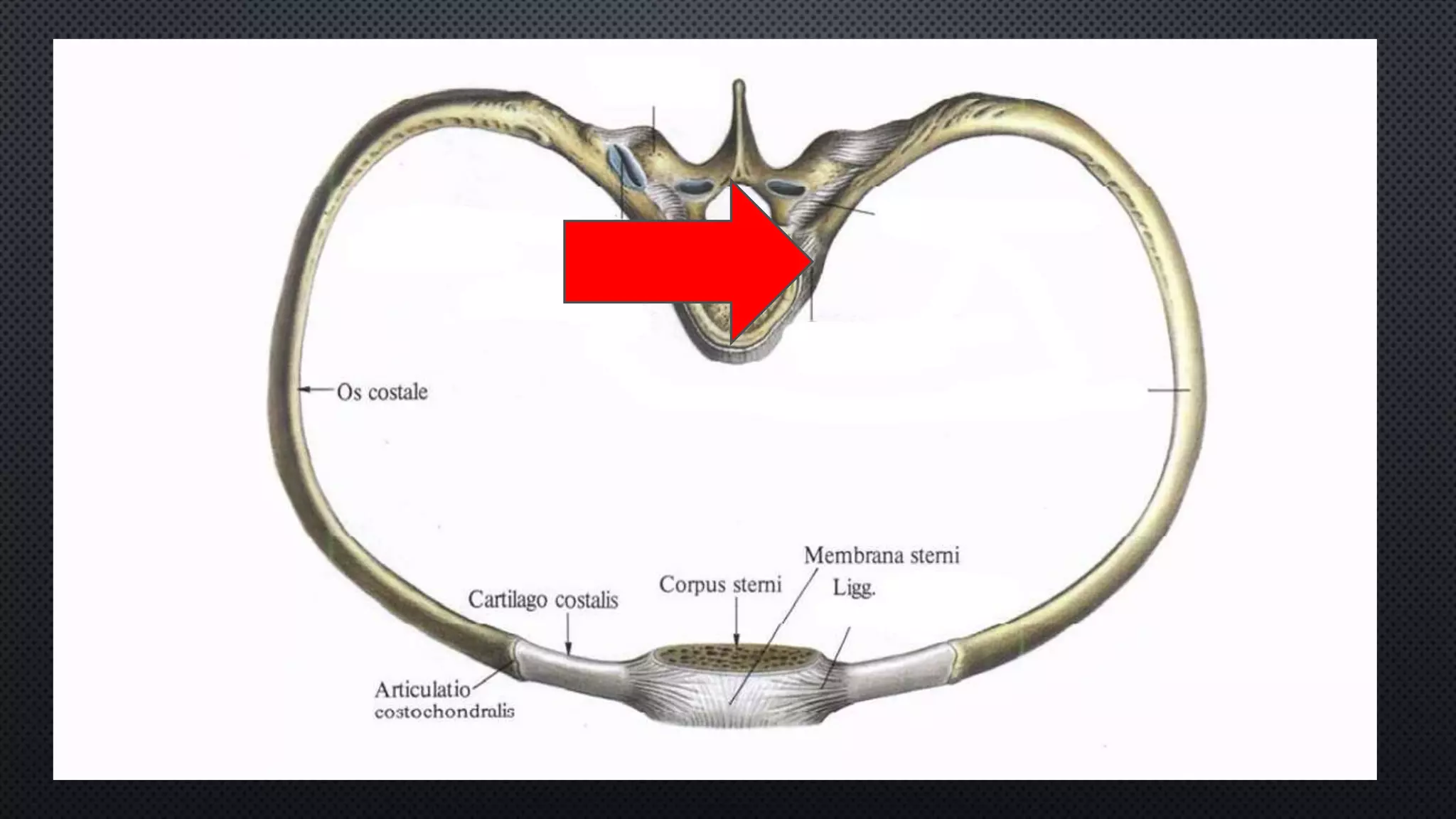 Connections of ribs. Shoulder girdle and shoulder joint.pptx