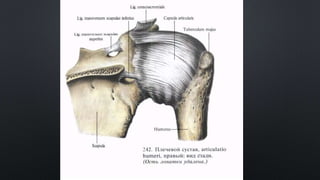 Connections of ribs. Shoulder girdle and shoulder joint.pptx