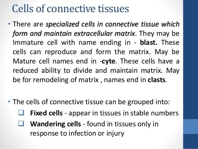 What Substances Make Up The Matrix In Connective Tissue | Saubhaya Makeup