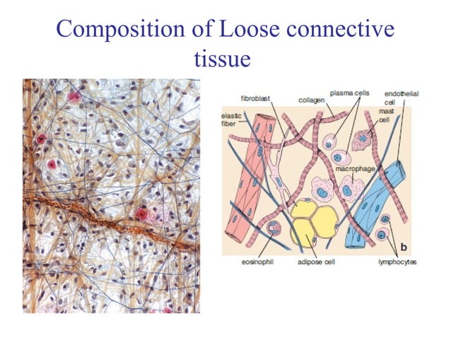 Connective tissue histology presentation (1).ppt