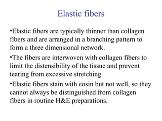 Connective tissue histology presentation (1).ppt