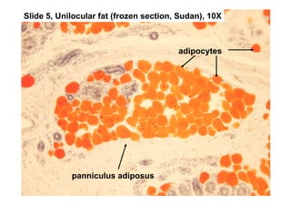 Connective and supporting tissue | PDF
