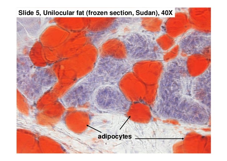 Connective and supporting tissue