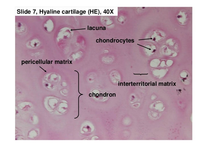 Connective and supporting tissue