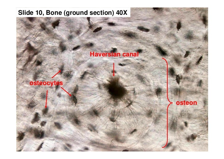 Connective and supporting tissue